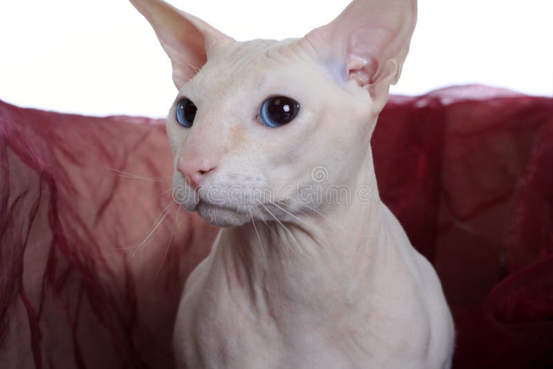 Chat chauve de Peterbald image stock. Image du chaton - 12127533