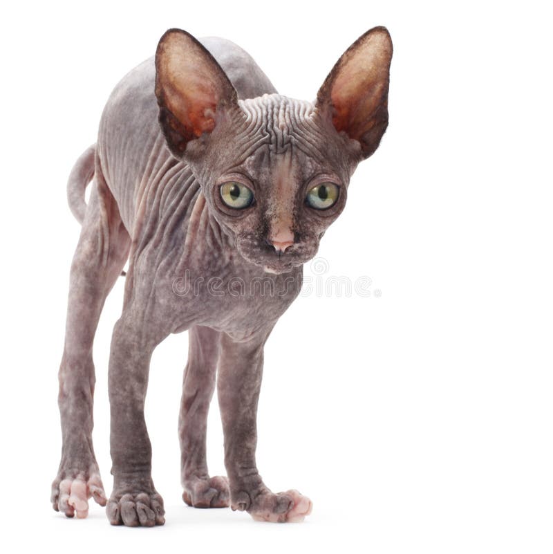 Chats Sphynx sans poils photo stock. Image du purebred - 21569890