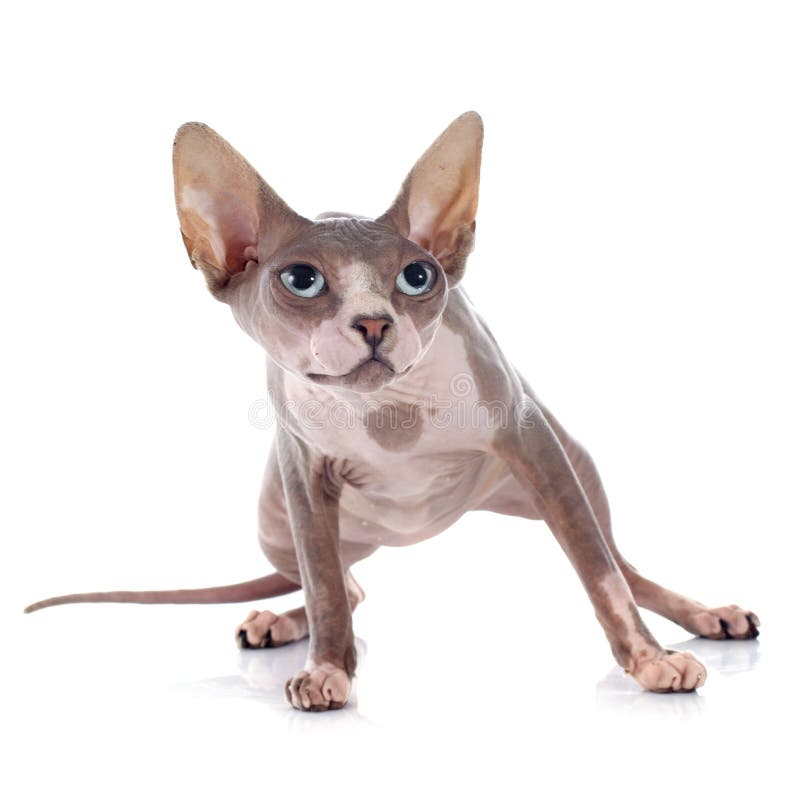 Chat Sphynx sans poil image stock. Image of femelle, studio - 46464553