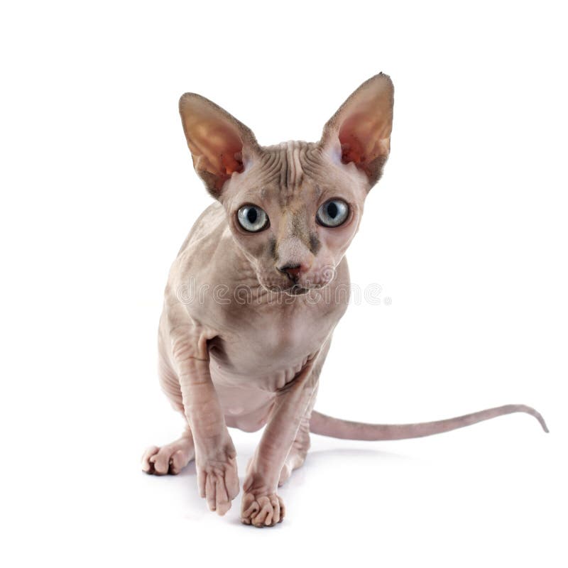 Chat chauve de Sphynx photo stock. Image du race, animaux - 53806270