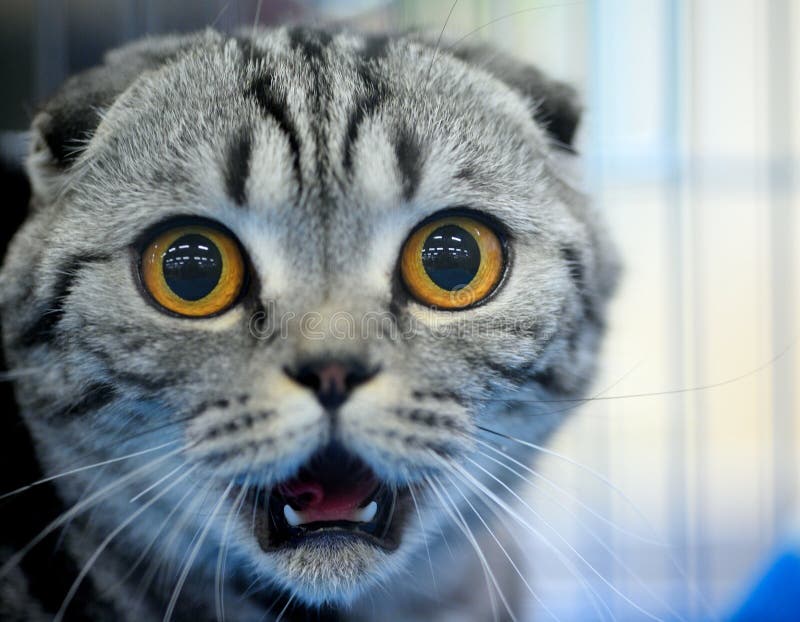 Chat choqué image stock. Image du mignon, chaton, choqué - 163289117