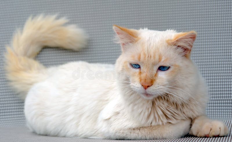 Chat d'yeux bleus image stock. Image du européen, sports - 29202535