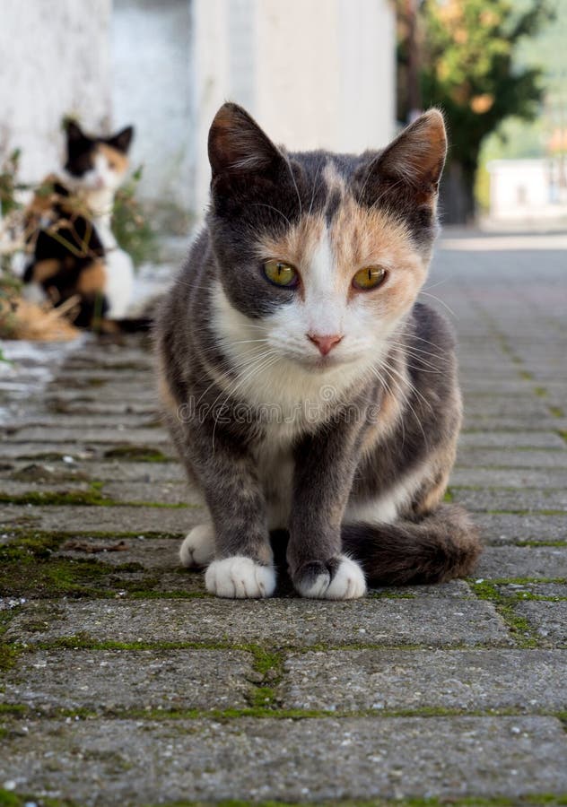 Chat grec image stock. Image du greece, chat, île, corfu - 3224881