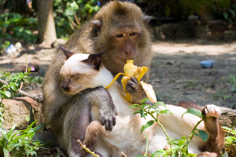 9,752 Photos de Groupe De Singe - Photos de stock gratuites et libres ...