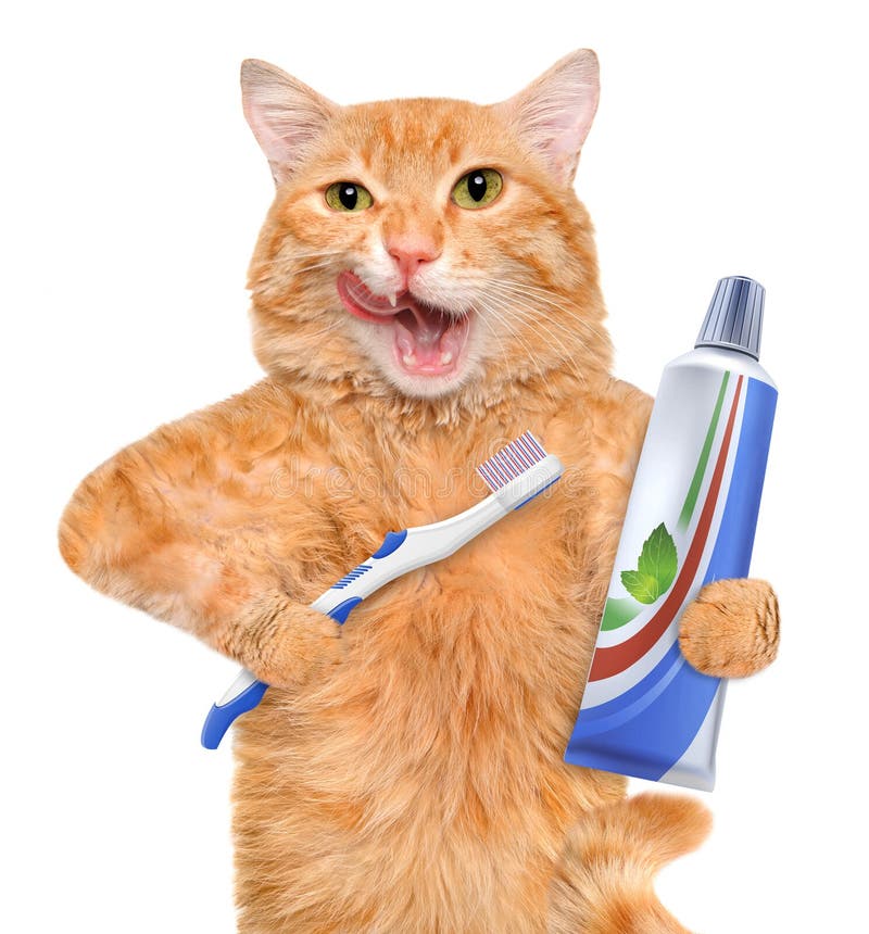 Chat de brossage de dents. image stock. Image du créateur - 40344299