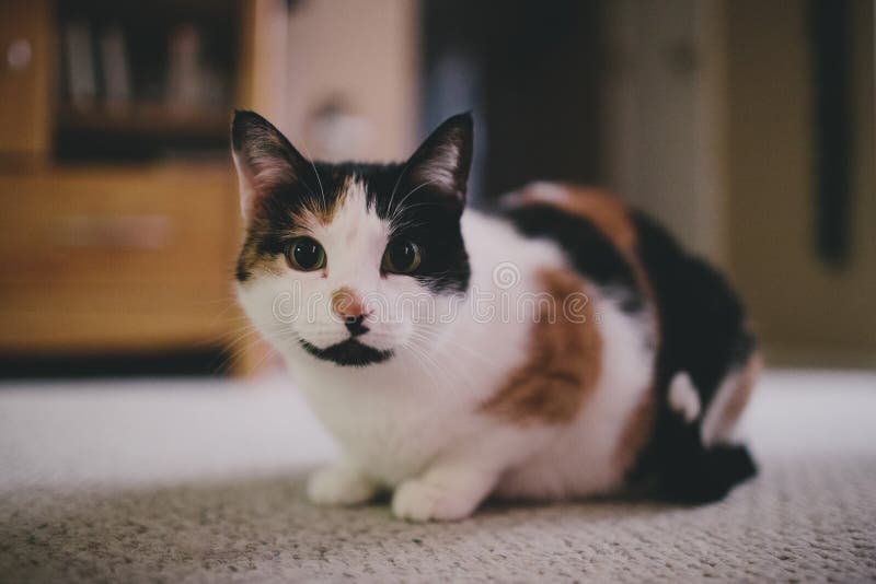 Chat De Calicot Se Penchant Hors De L'hublot Image stock - Image du ...