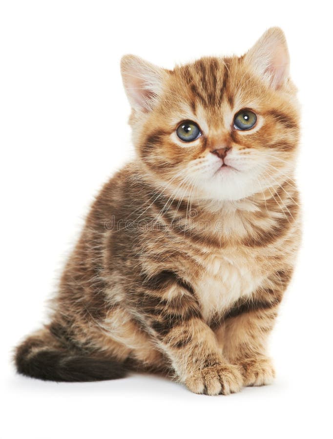 Chat De Chaton Des Anglais Shorthair D'isolement Photo stock - Image du ...