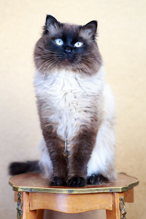 Chat de Colourpoint image stock. Image du thaïlandaise - 30153205