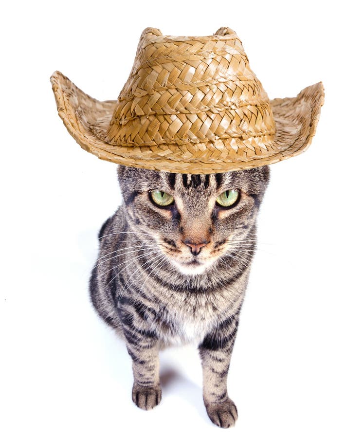 Chat de cowboy image stock. Image du indoors, yeux, mignon - 31039749