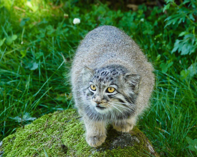 Jouer De Chaton De Chat De Pallas Photo stock - Image du oeil, mignon ...