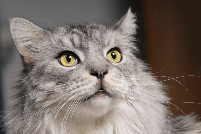 Chat Maine Coon De Pedigree Image stock - Image du race, gueule: 5512547