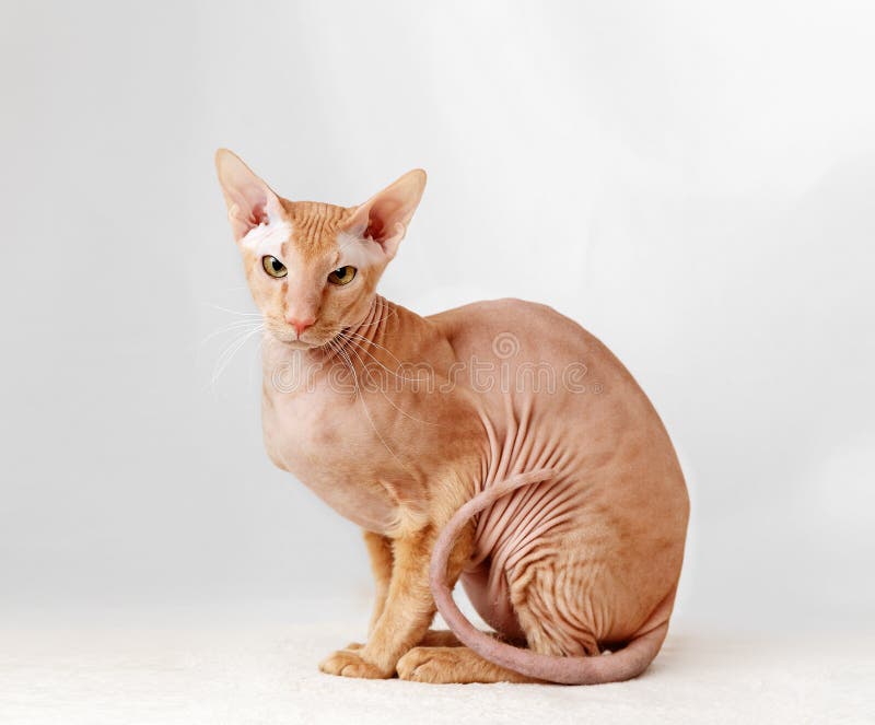 Chat chauve de Peterbald photo stock. Image du reposez - 12127598