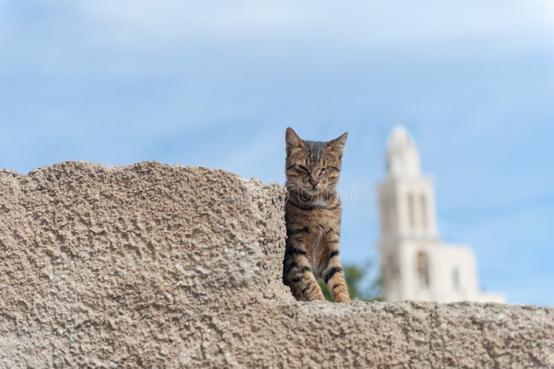 762 Photos de Un Chat Dans Santorini - Photos de stock gratuites et ...