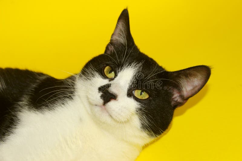 Chat De Smoking Photos Stock - Téléchargez 845 Photos libres de droits