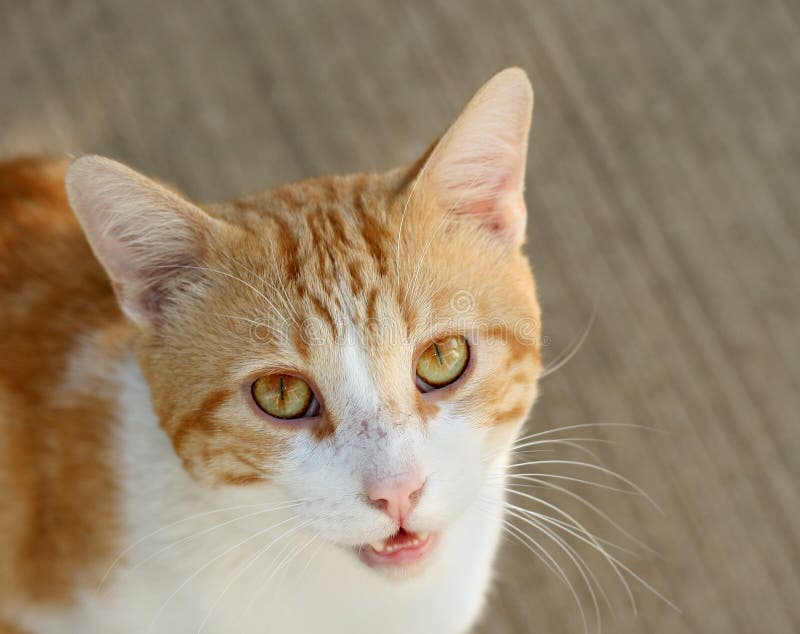 Chat gentil image stock. Image du chat, mignon, beau - 19931965