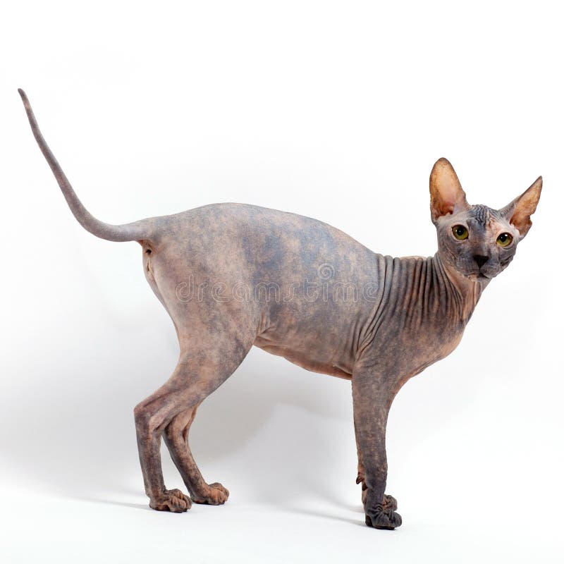 Chat Sphynx image stock. Image du isolement, chat, studio - 22296169
