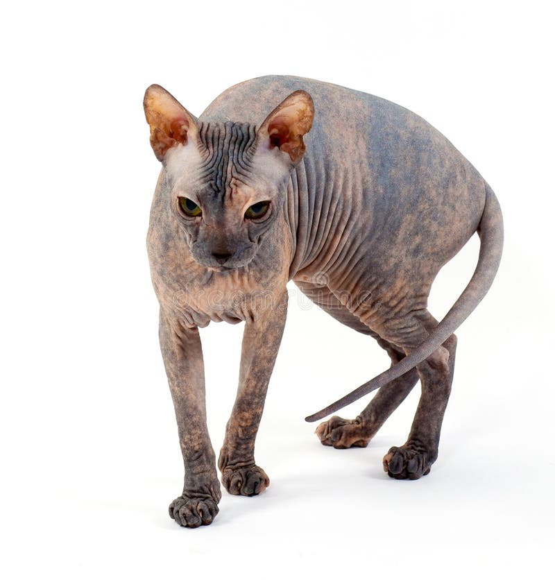 Chat de sphinx image stock. Image du aimable, félin, studio - 22296173