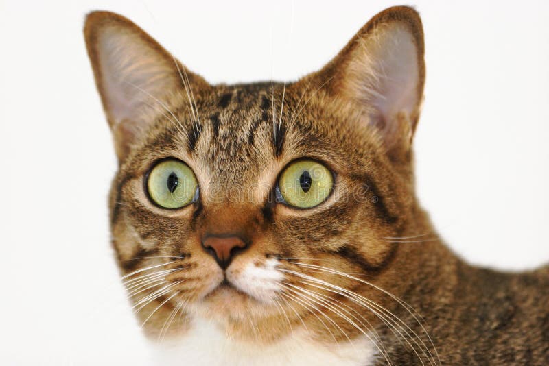 Chat de Tabby image stock. Image du chat, tabby, mignon - 674475