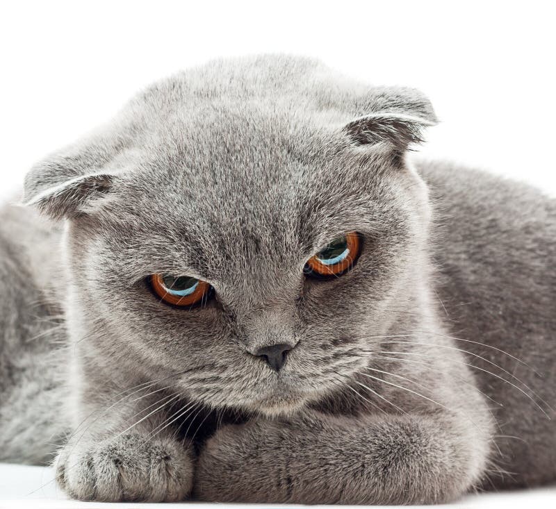 Chaton Des Anglais Shorthair Photo stock - Image du britannique ...