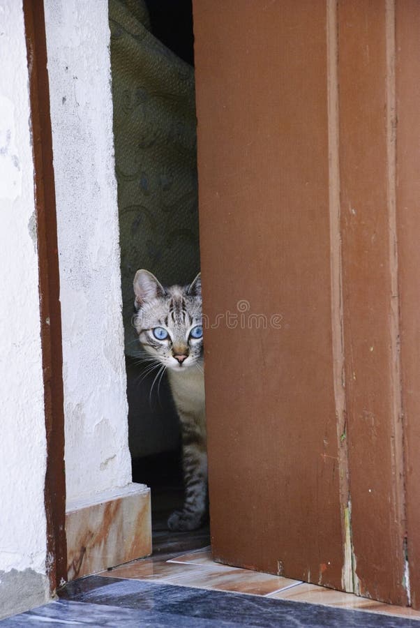 Chat domestique au dor image stock. Image du gris, patte - 28010261