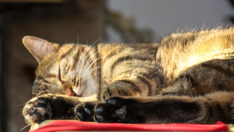 Chat dormant au soleil photo stock. Image du fourrure - 95635226