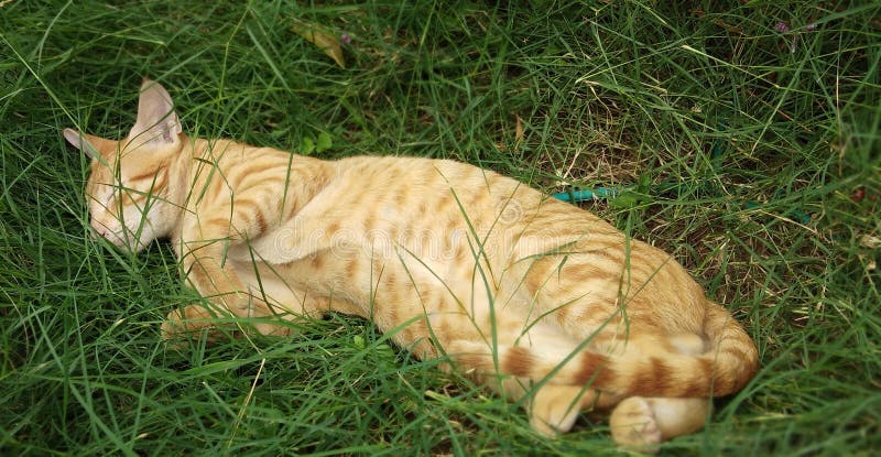 Un Chat Dormant Dans Le Jardin Photo stock - Image du verdure, ombre ...