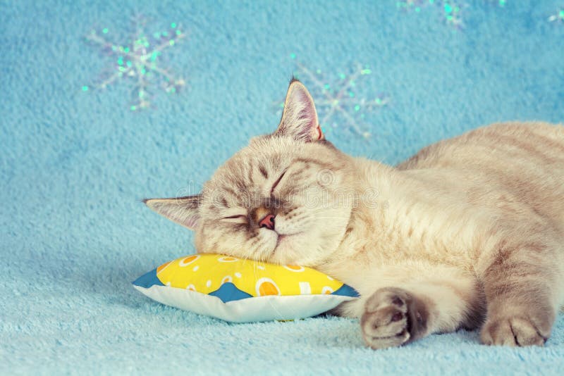 Chaton Sur Un Oreiller En Forme De Coeur Image stock - Image du ...