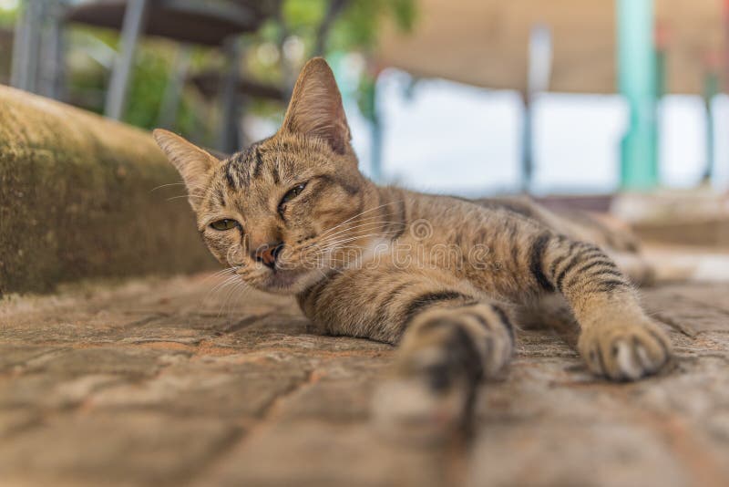 Chat Dormant Sur Le Plancher Image stock - Image du horizontal ...