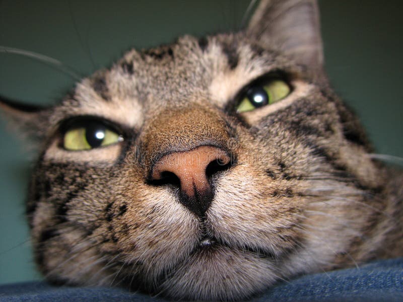 Chat drôle image stock. Image du chat, domestique, yeux - 3854123