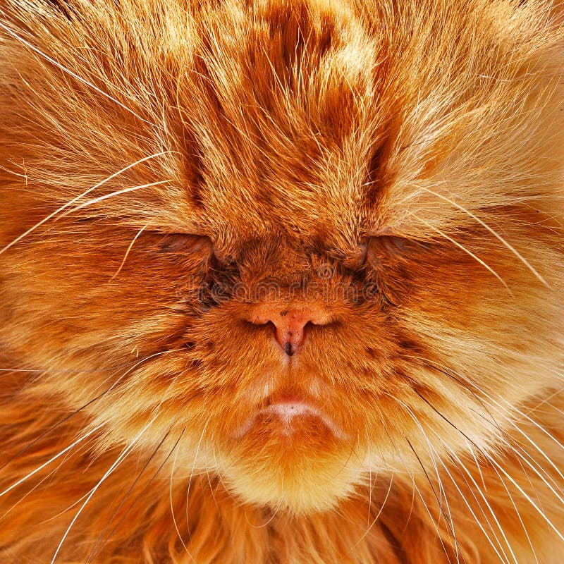 Chat drôle somnolent image stock. Image du gentil, drôle - 41788465