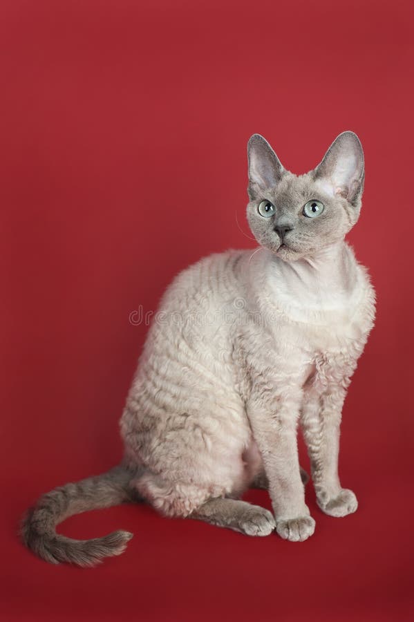 Chat du Devon Rex image stock. Image du mammifère, devon - 23383465