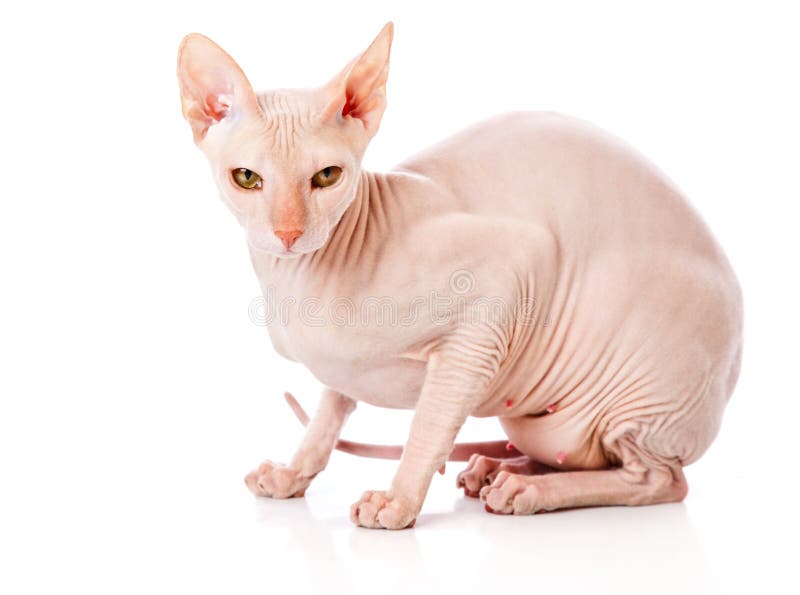 Chat Du Sphinx De Don (DONSPHINX) Image stock - Image du peau ...