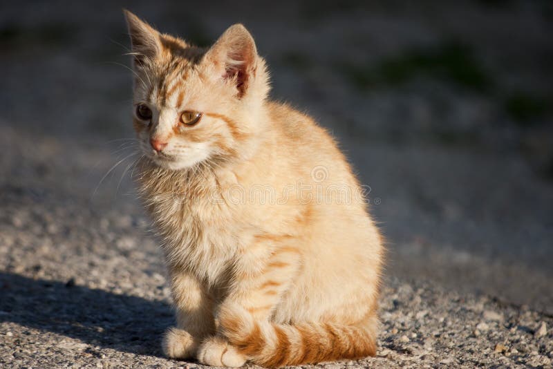 Chat effrayant image stock. Image du amour, jaune, mignon - 16377833