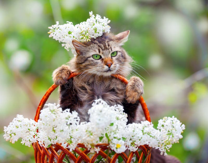 Chat en fleurs photo stock. Image du normal, frais, minou - 48497624