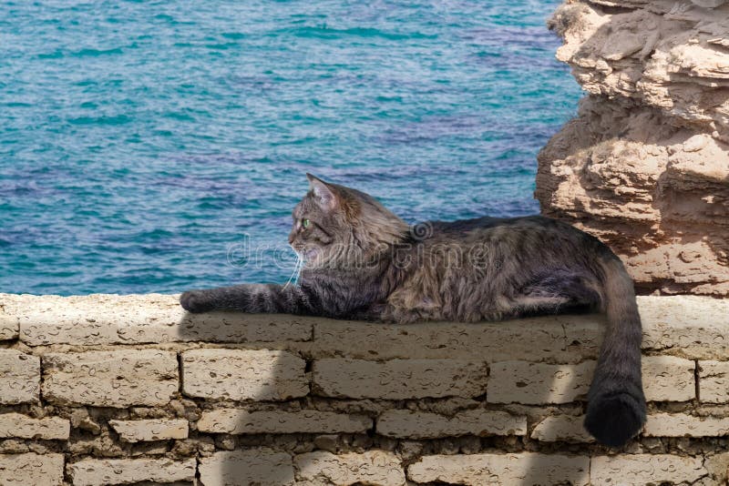 17,770 Chat De Bord De Mer Photos libres de droits et gratuites de ...