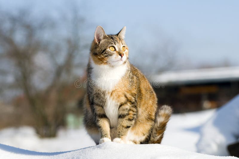 Chat enceinte image stock. Image du tige, estomac, prédateur - 24139533