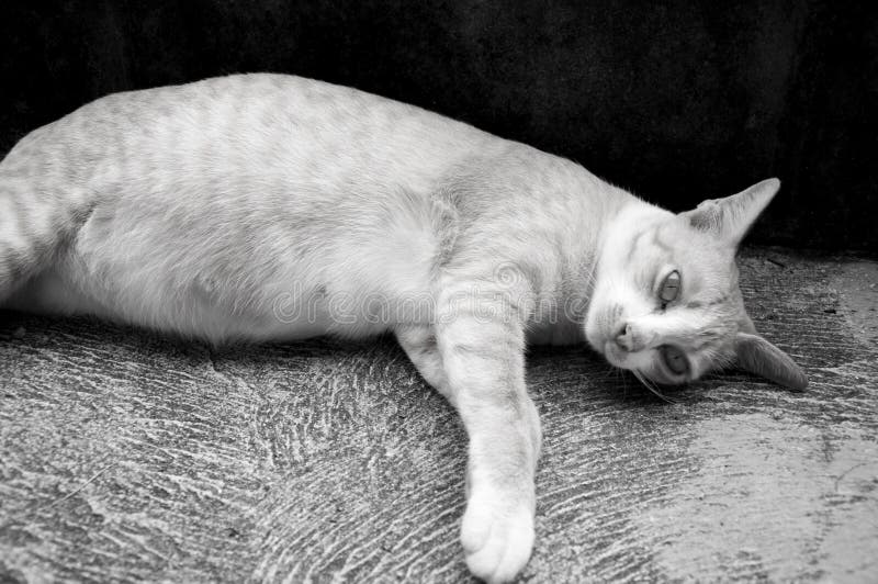 Chat enceinte photo stock. Image du enceinte, chat - 26467704