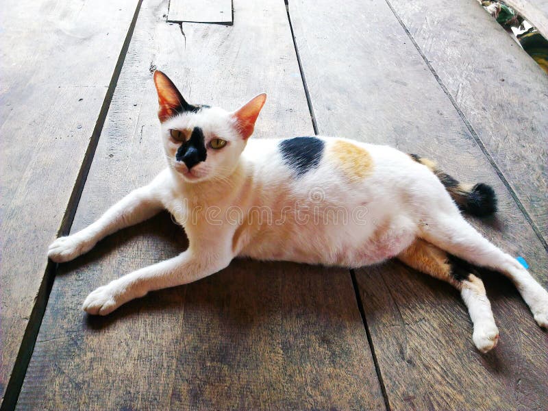 2,252 Photos de Chat Enceinte - Photos de stock gratuites et libres de ...