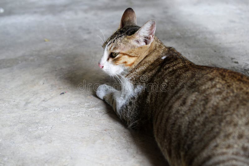 Chat Enceinte Se Trouvant Sur Le Plancher Photo stock - Image du maison ...