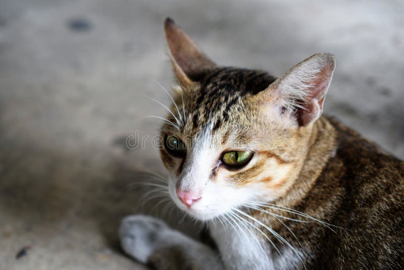 Chat Enceinte Photos Stock - Téléchargez 886 Photos libres de droits