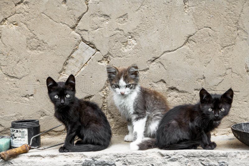 Chat errant image stock. Image of pelouse, pets, domestique - 49787307