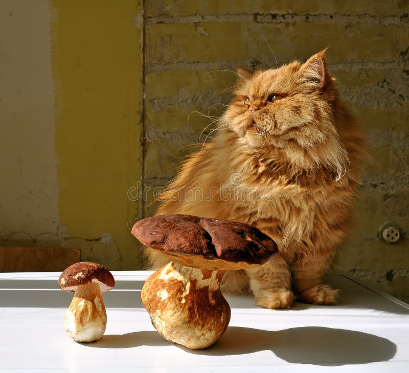 Chat et champignons drôles photo stock. Image du mensonge - 42985672