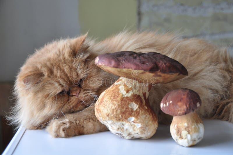 Chat et champignons drôles photo stock. Image du mensonge - 42985672