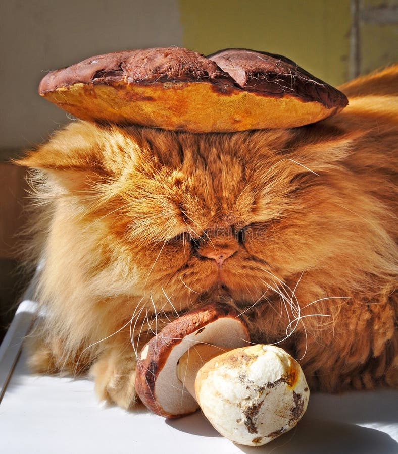 Chat et champignons drôles photo stock. Image du mensonge - 42985672
