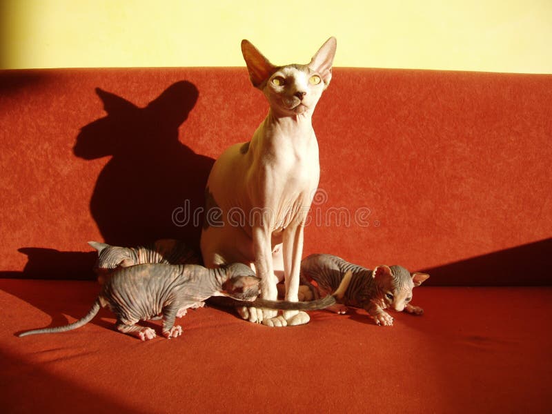 Chat et chatons de Sphynx photo stock. Image du chauve - 8006744