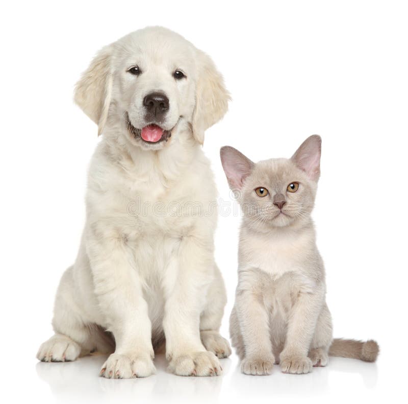 Chat Et Chien Mignons Ensemble Sur Le Fond Blanc Photo stock - Image du ...