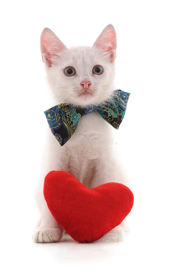 Chat et coeur rouge photo stock. Image du coeur, vacances - 121352876
