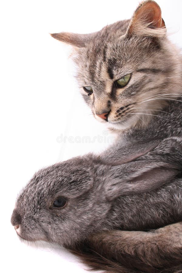 4,174 Chat Et Lapin Photos libres de droits et gratuites de Dreamstime