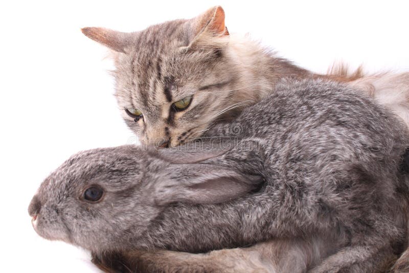Chat et lapin image stock. Image du assez, souci, poilu - 7513815