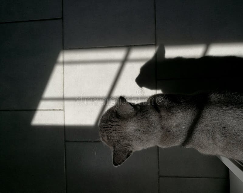 Chat et ombre photo stock. Image du hublot, chat, gris - 122110860